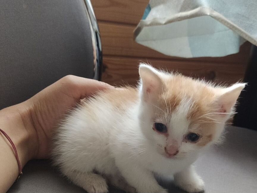 Котенок