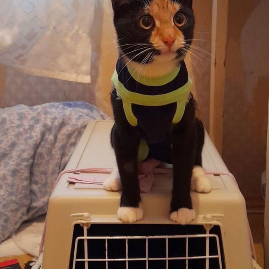 Красавица Любава