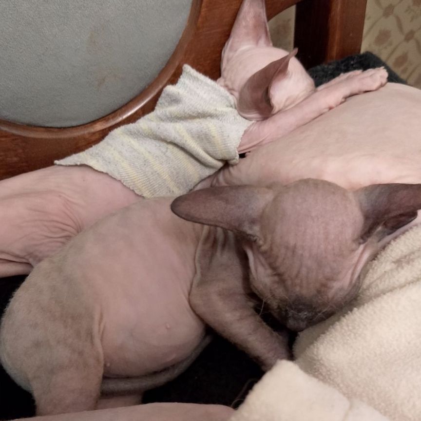 Канадский сфинкс котёнок