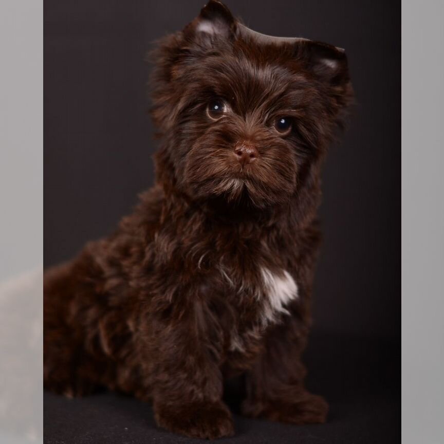 Йоркширский терьер, щенок