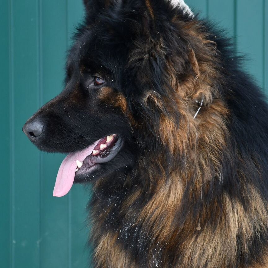 Мощная пушистая красотка