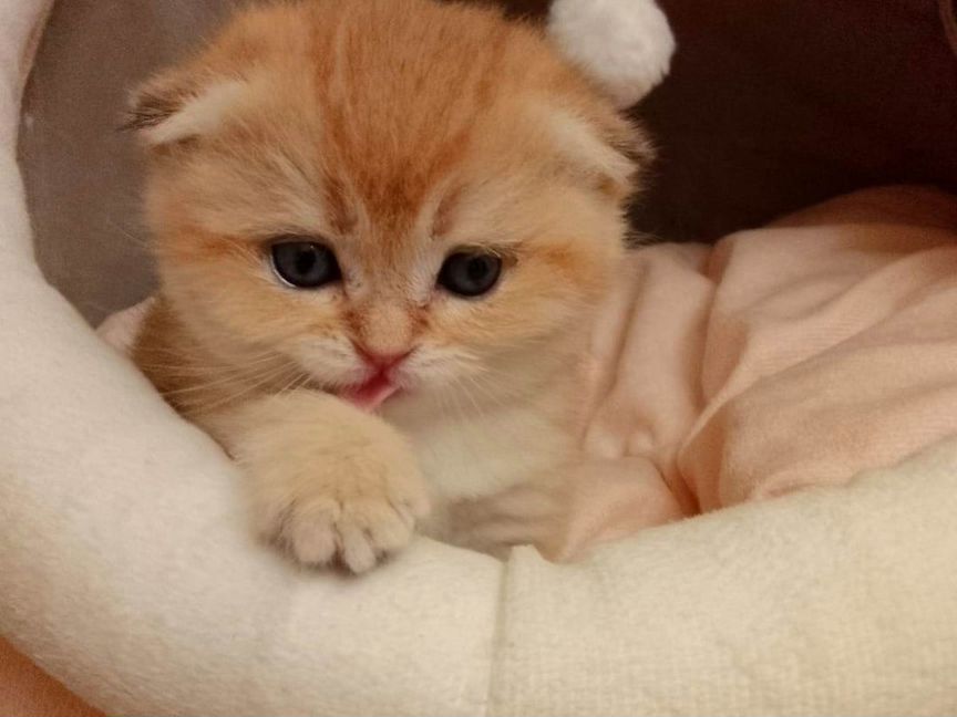 Шотландские котята Золотая шиншилла