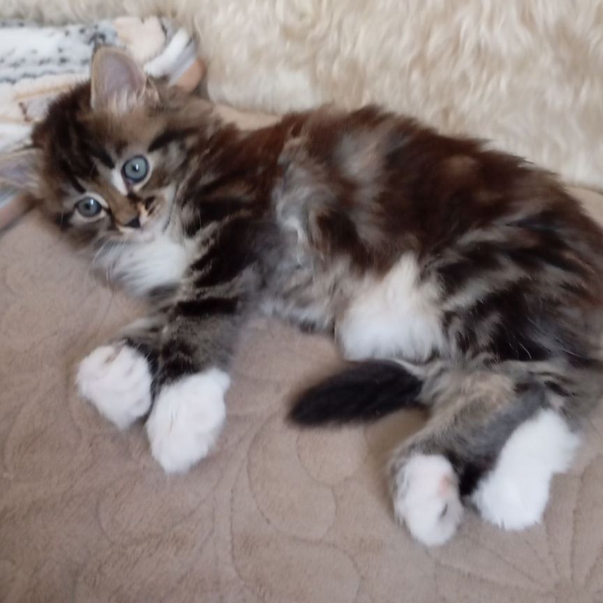 Котенок девочка