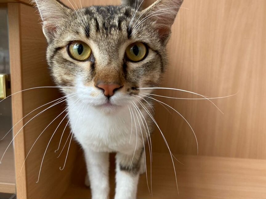 Кот