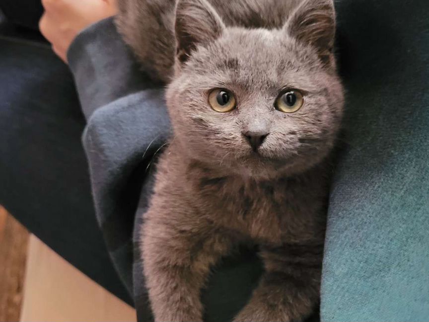 Котенок девочка 1.5 мес. серая (британка дворянка)