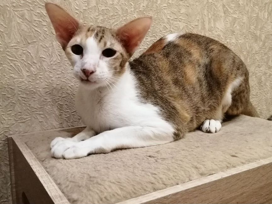 Ориентальная кошка