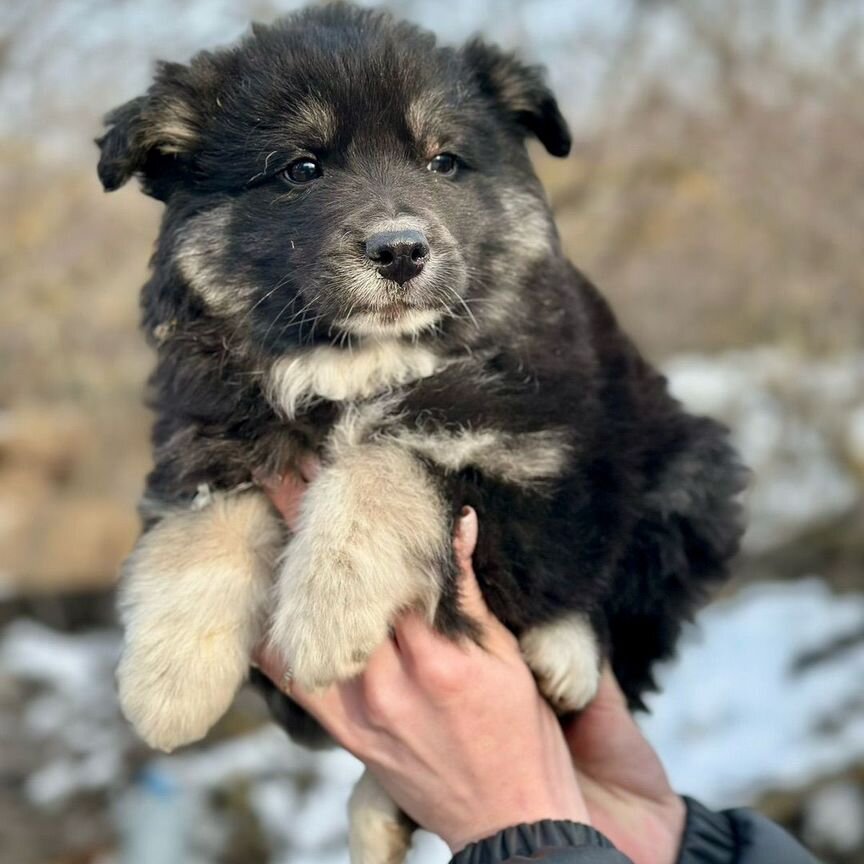 Овчаристые щенки