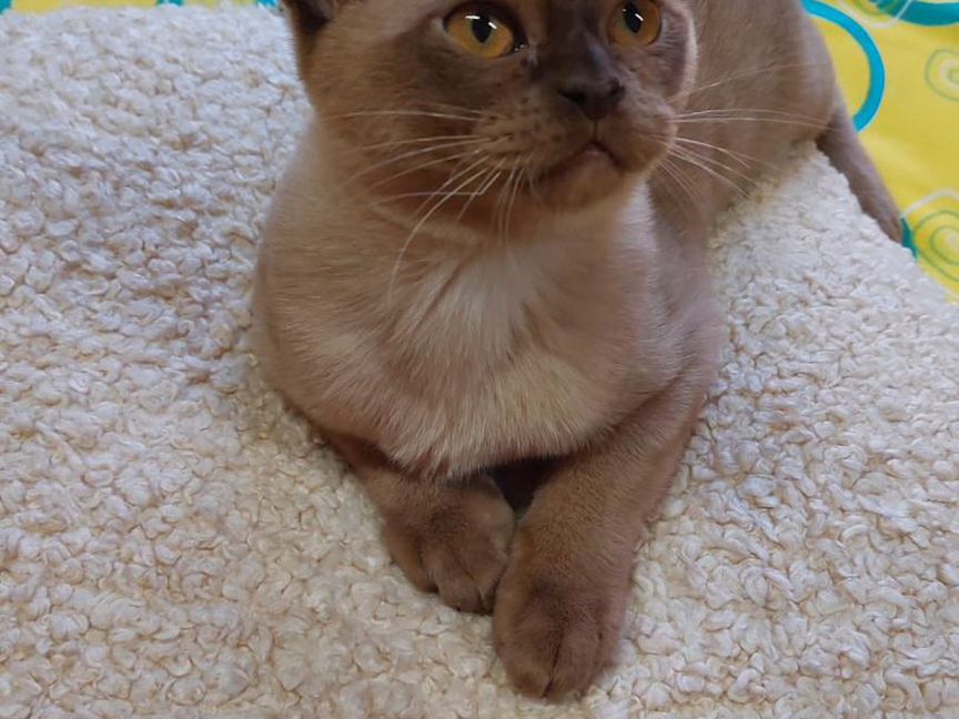 Бурманские котята