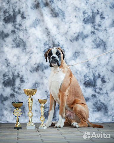 Немецкий Боксёр