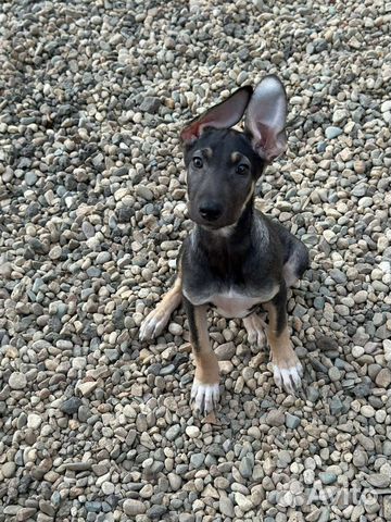 Дакота в добрые руки