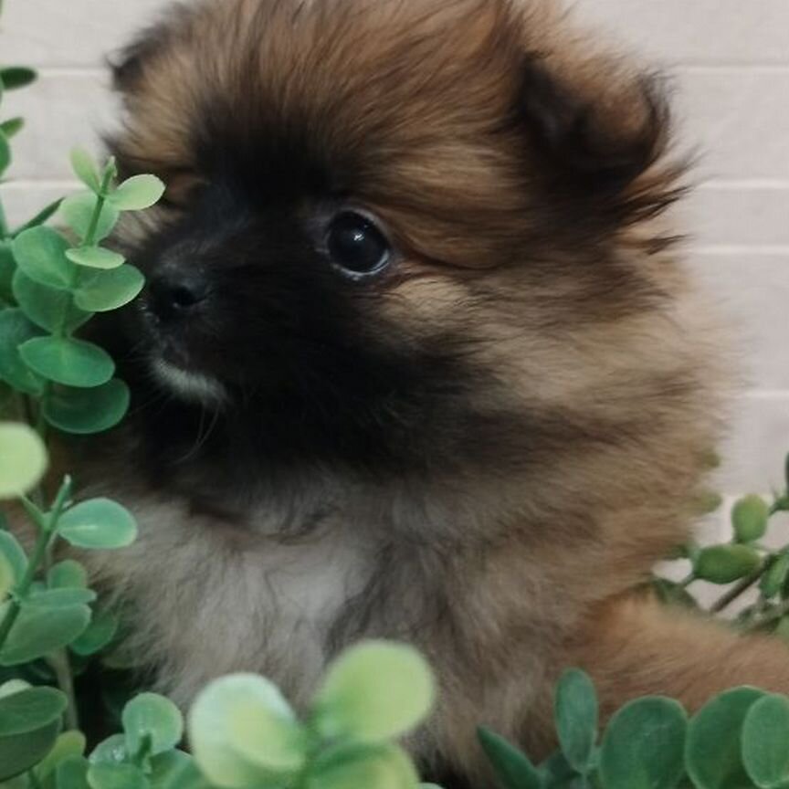 Померанский шпиц, щенок