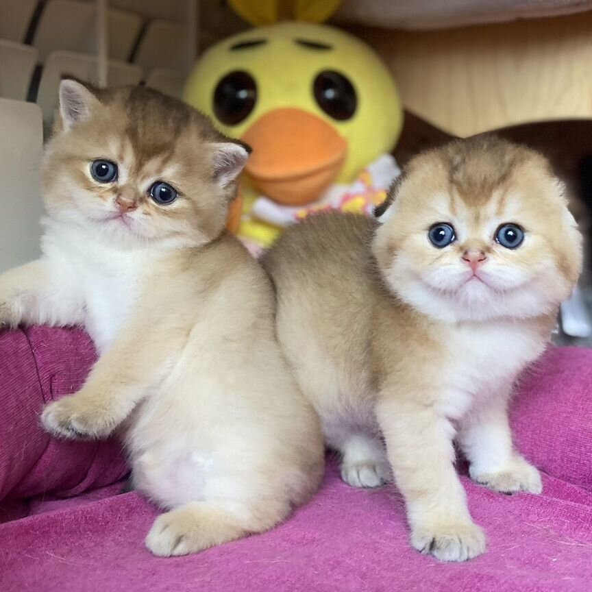 Шотландские котята. Котики