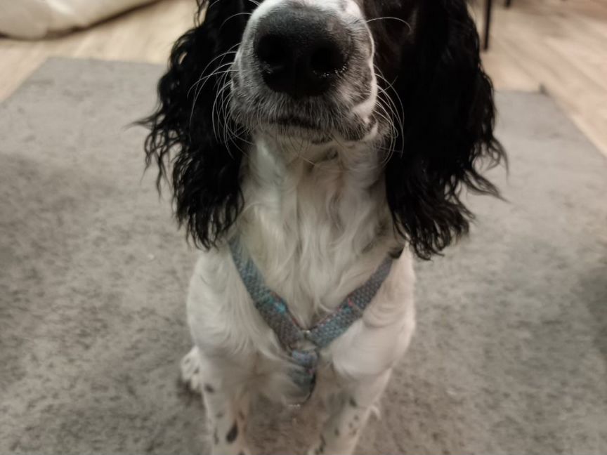 Русский спаниель