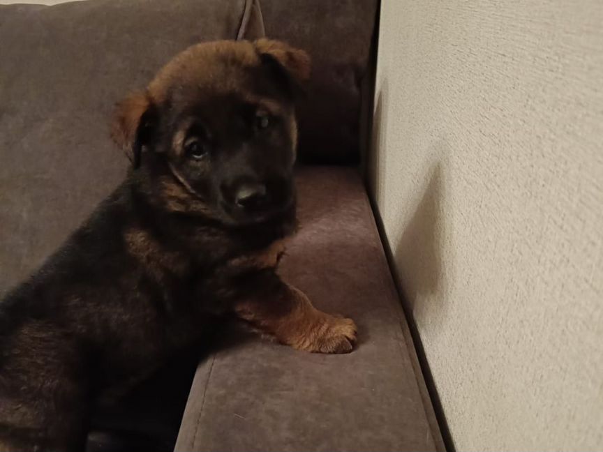 Отдам бесплатно