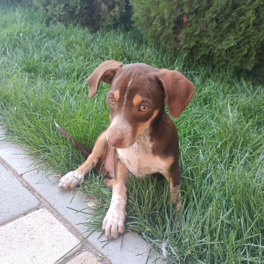 Щенок привитая милота