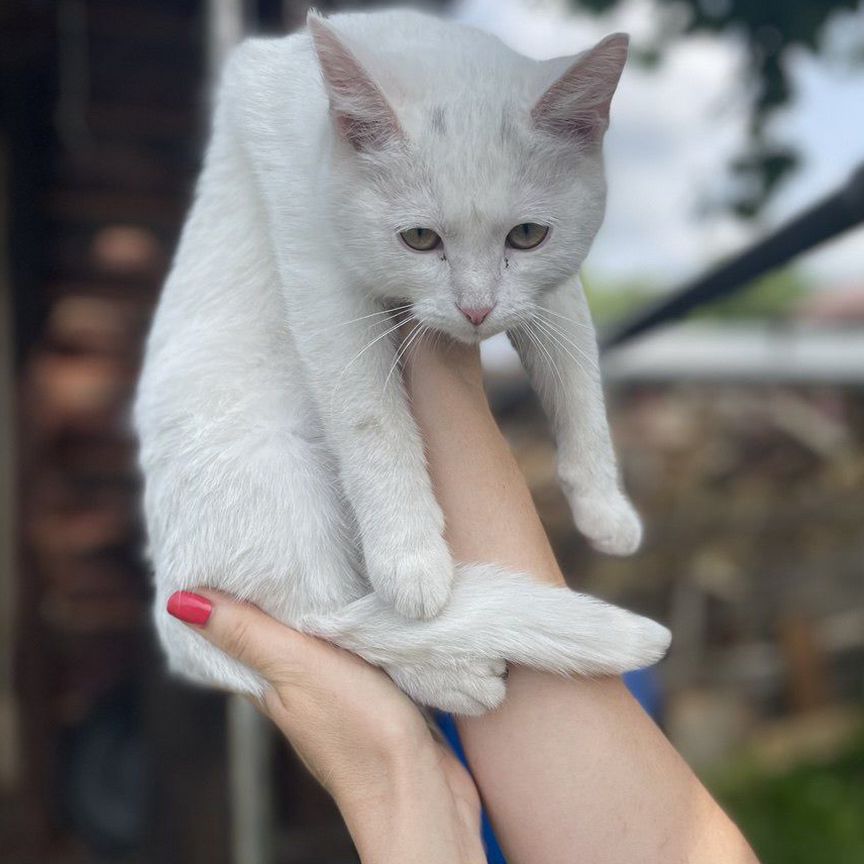 Белый котенок
