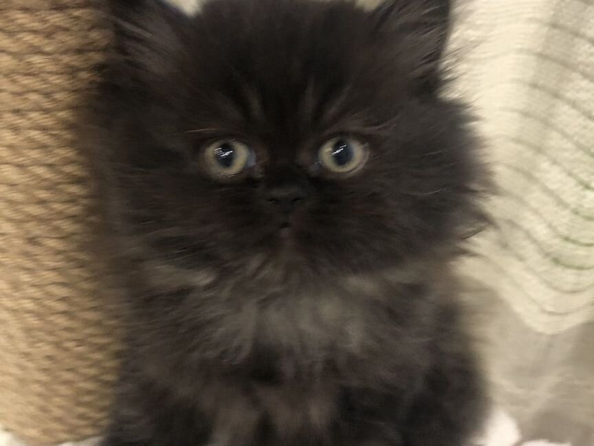 Черная персидская