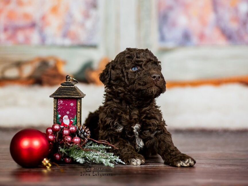 Мальчики лаготто романьоло