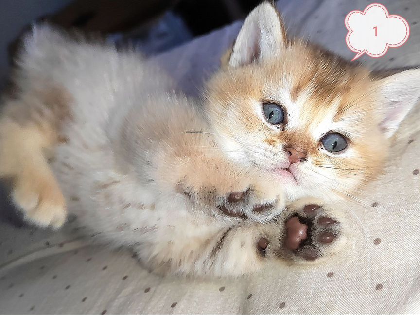 Британская шиншилла