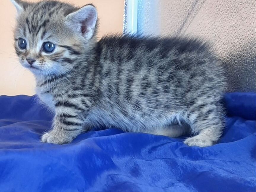 Манчкин мальчкин стандарт