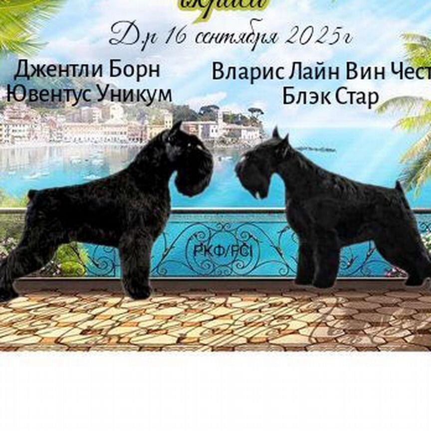 Цвергшнауцер, щенок
