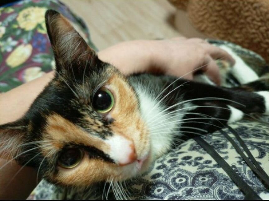 Кошечка подросток ищет дом