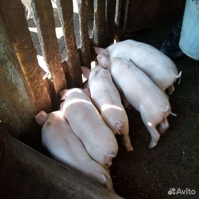 Белая Русская 1,5месяца