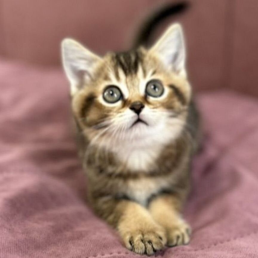 Шотландский прямоухий короткошёрстный котёнок