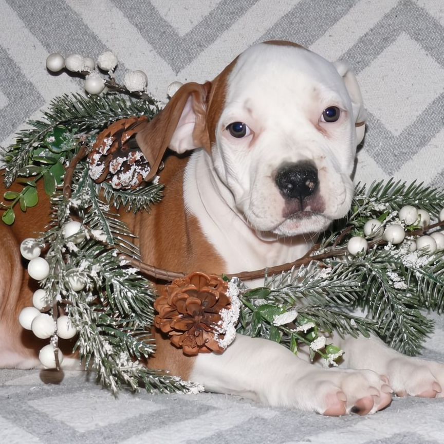 Американский стаффордширский терьер, щенок