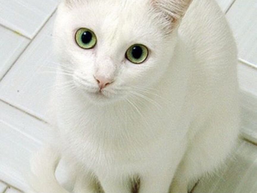 Кошка турецкая ангора белая гладкошерстная брошена