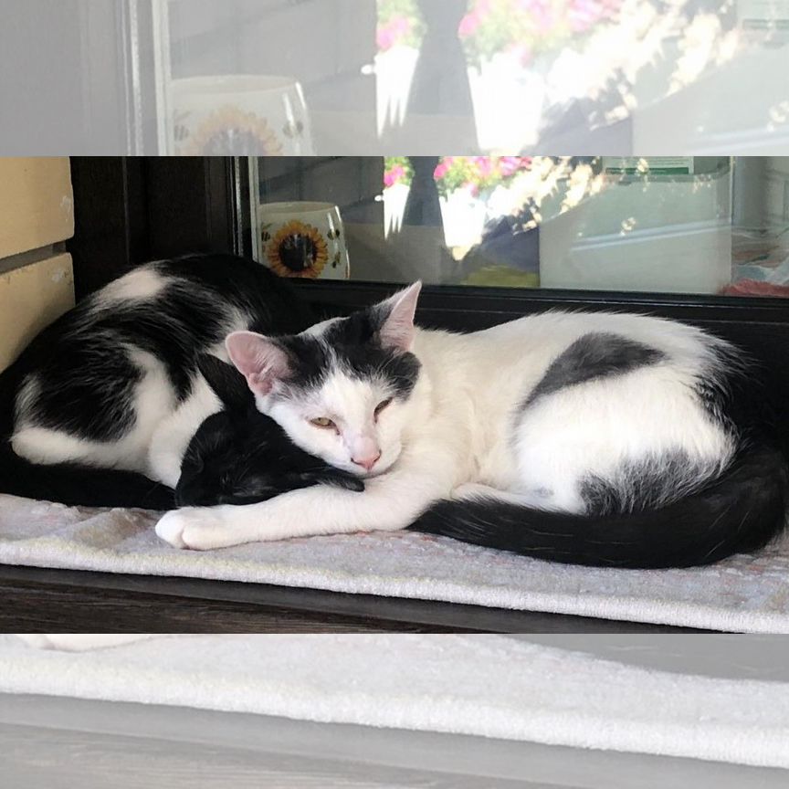 Котята в добрые руки бесплатно мальчик и девочка