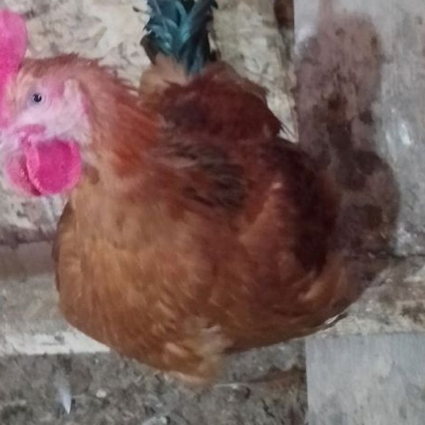 Молодые петухи