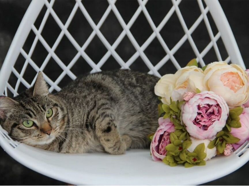 Чудный котик