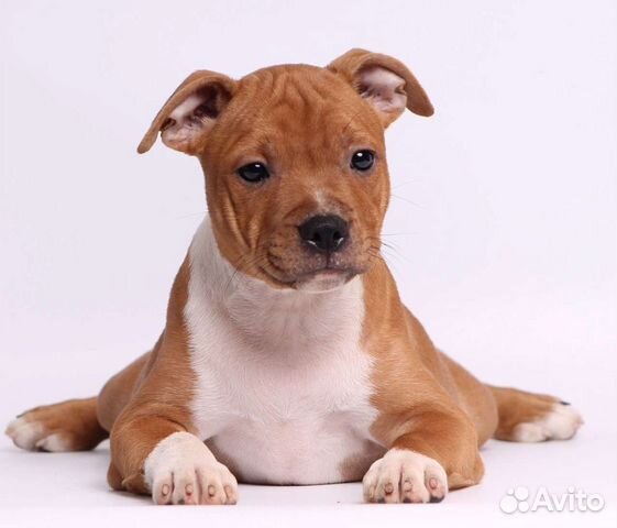 Стаффордширский бультерьер щенки