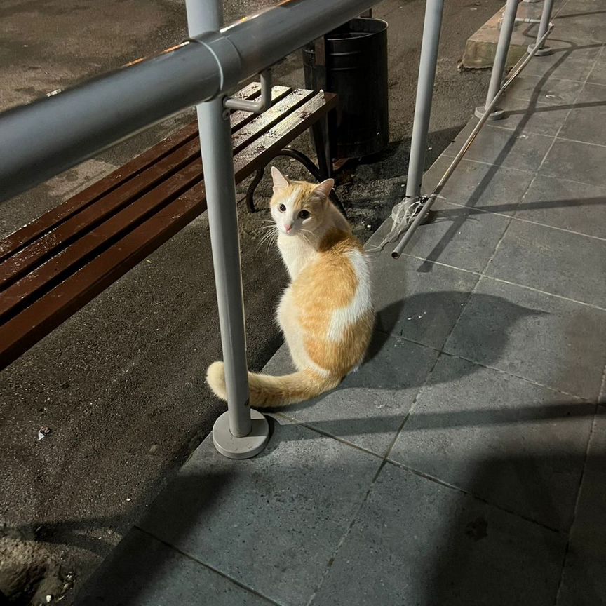 Потерялся рыжий кот