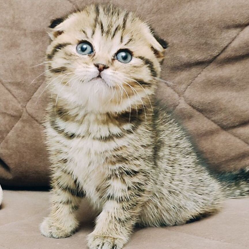 Шотландская девочка. Есть котик