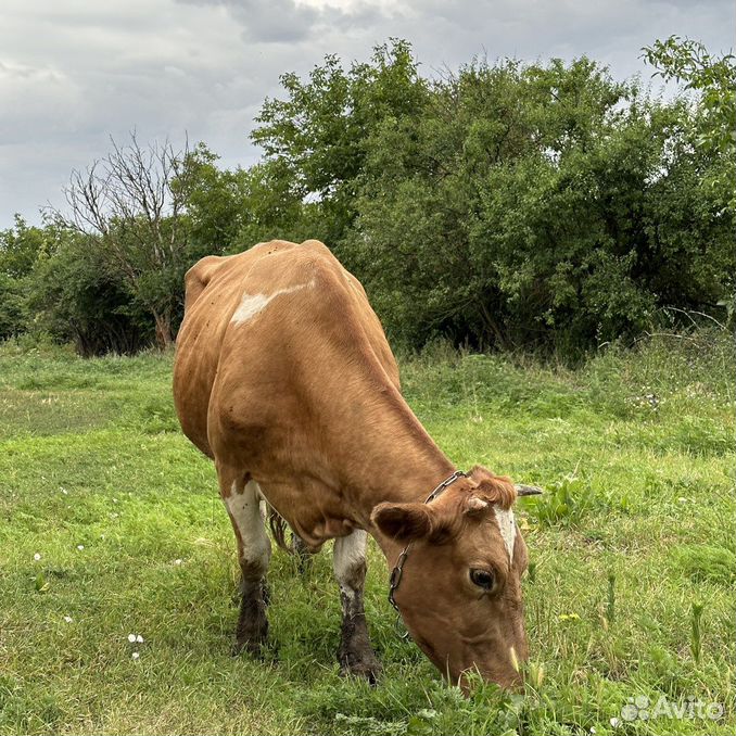 Корова высокоудойная