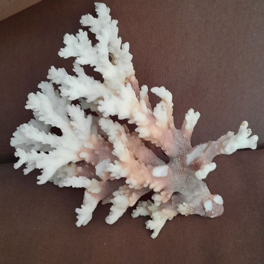 Морские кораллы белый натуральный
