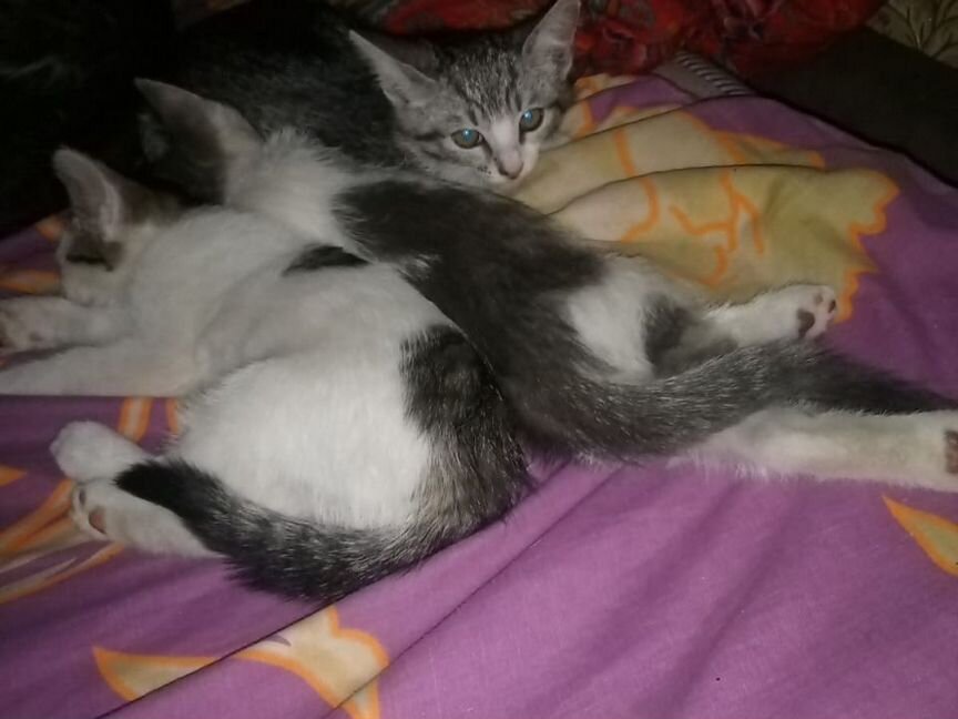 Котята 2.5 месяца
