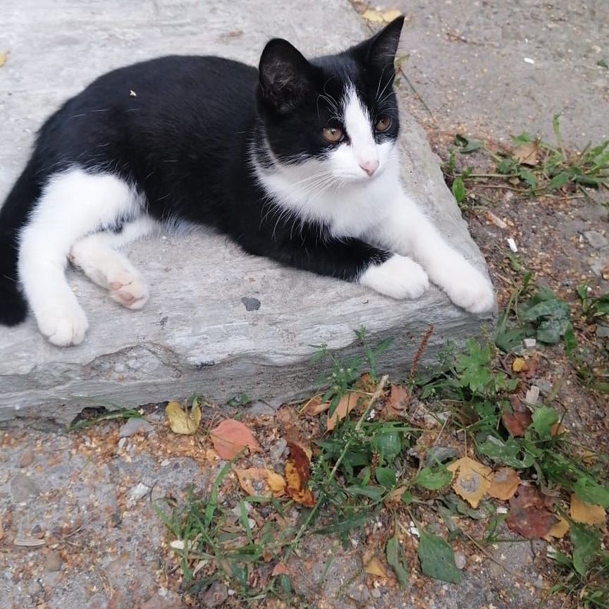 Котенок в добрые руки