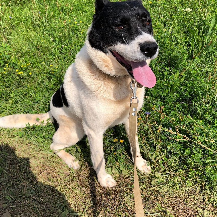 В добрые руки