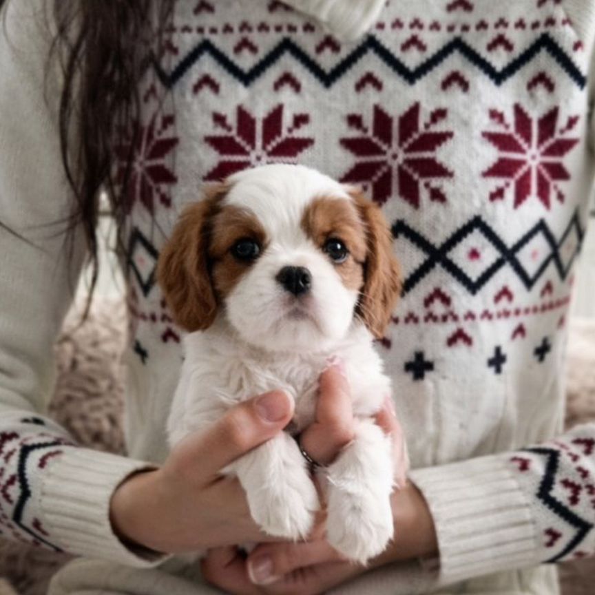 Кавалер кинг-чарльз-спаниель, щенок
