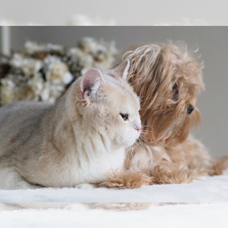 Британский короткошёрстный котёнок