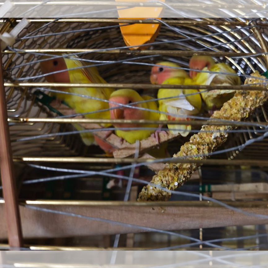 Птенцы попугаев неразлучников