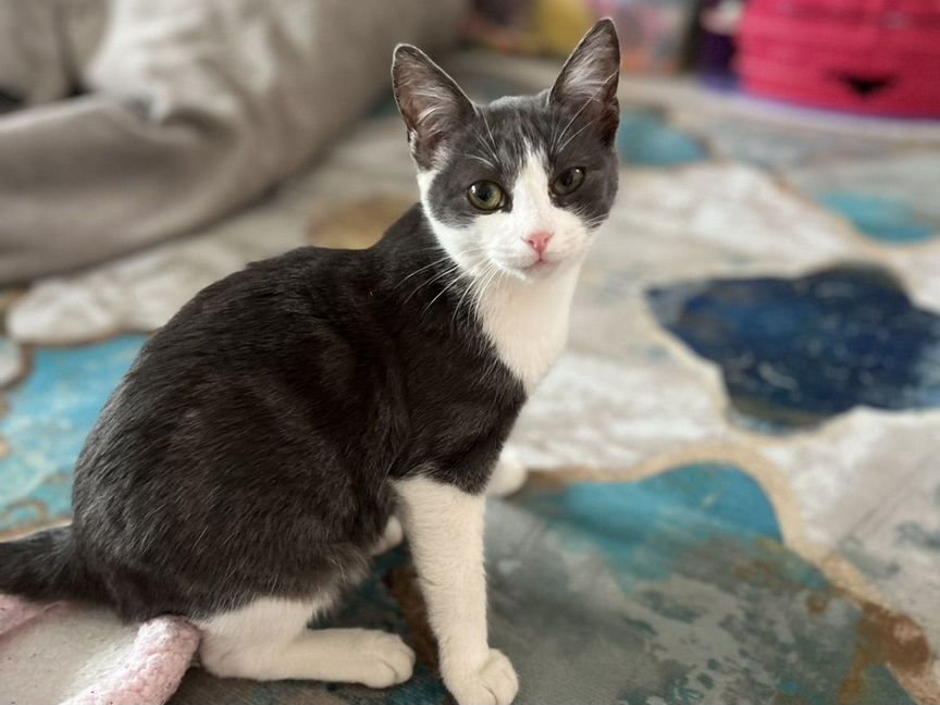 Котенок 10 мес