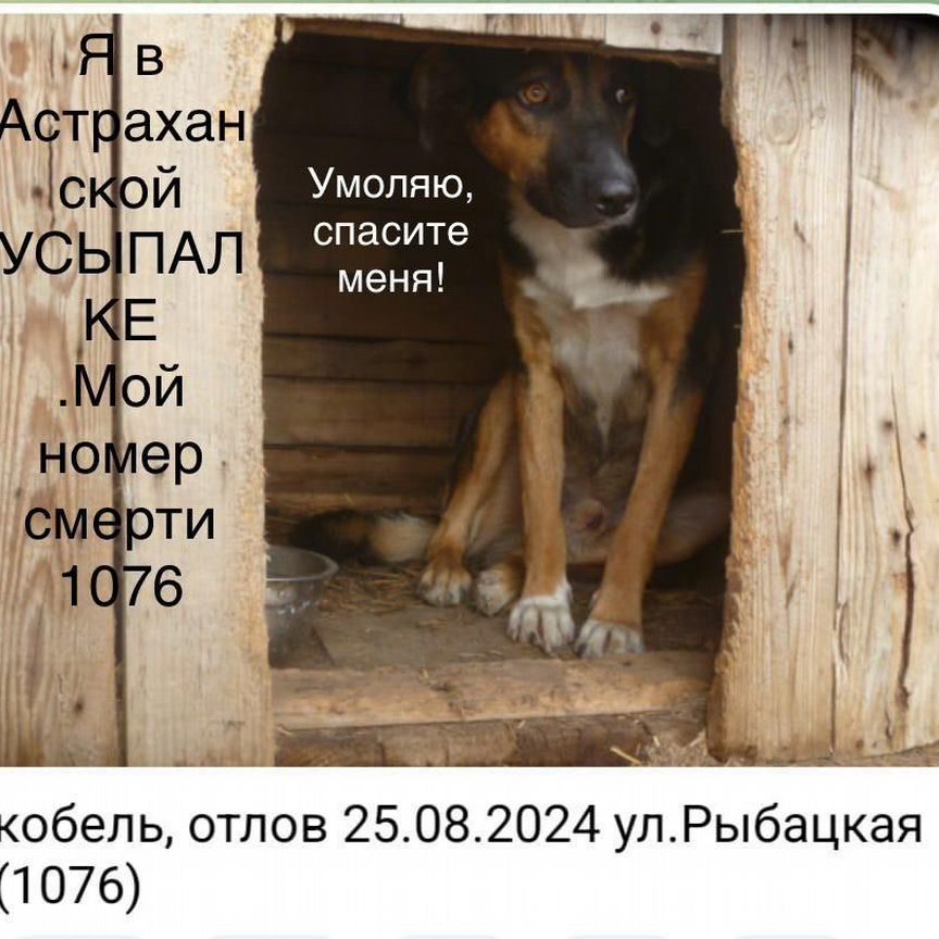 Собака в Астраханской усыпалке