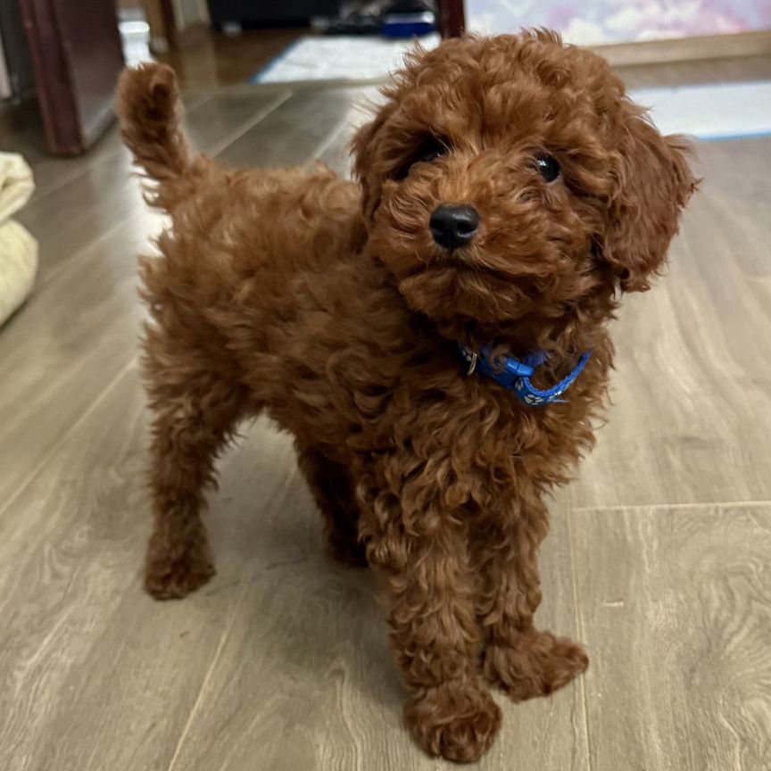 Той-пудель, щенок