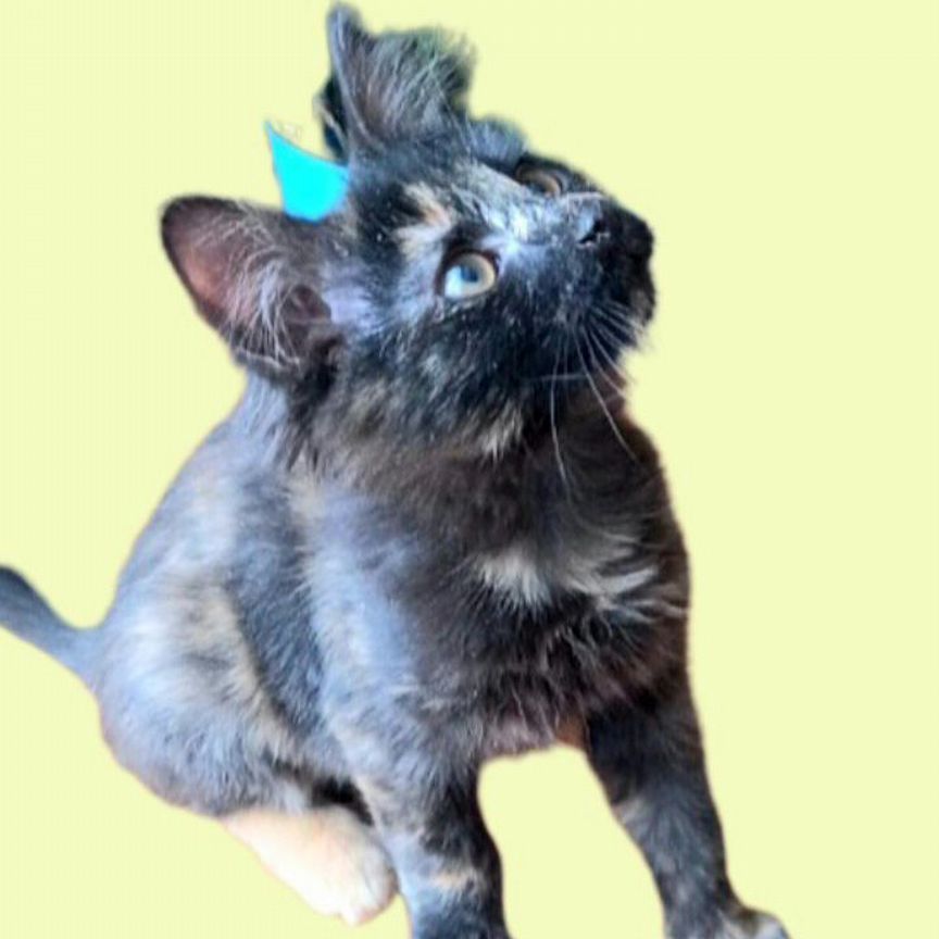 Девочка 2.5 месяца в добрые руки