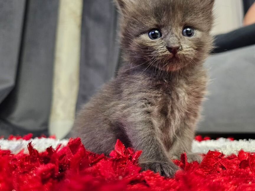 Кошки в добрые руки бесплатно