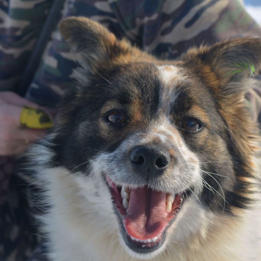 Взрослая собака в добрые руки